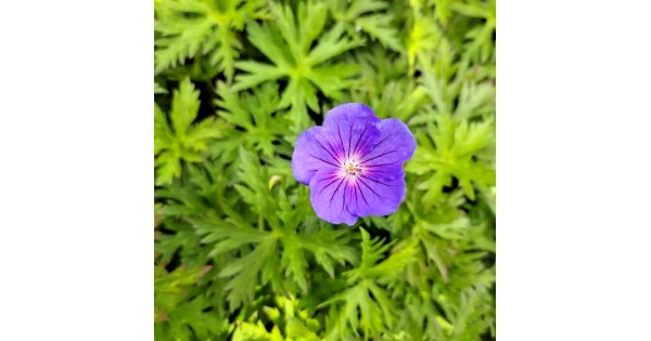 Geranium 'Brookside'